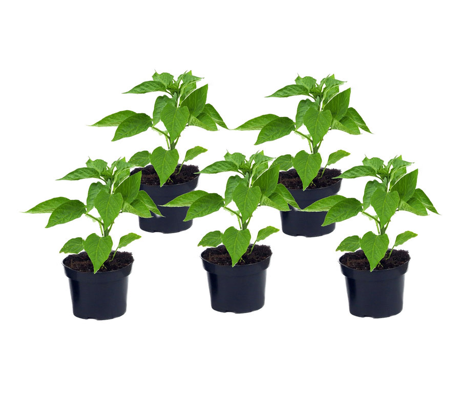 Mit Schärfe durch Europa, 5er-Set bei Tchibo kaufen | 190237